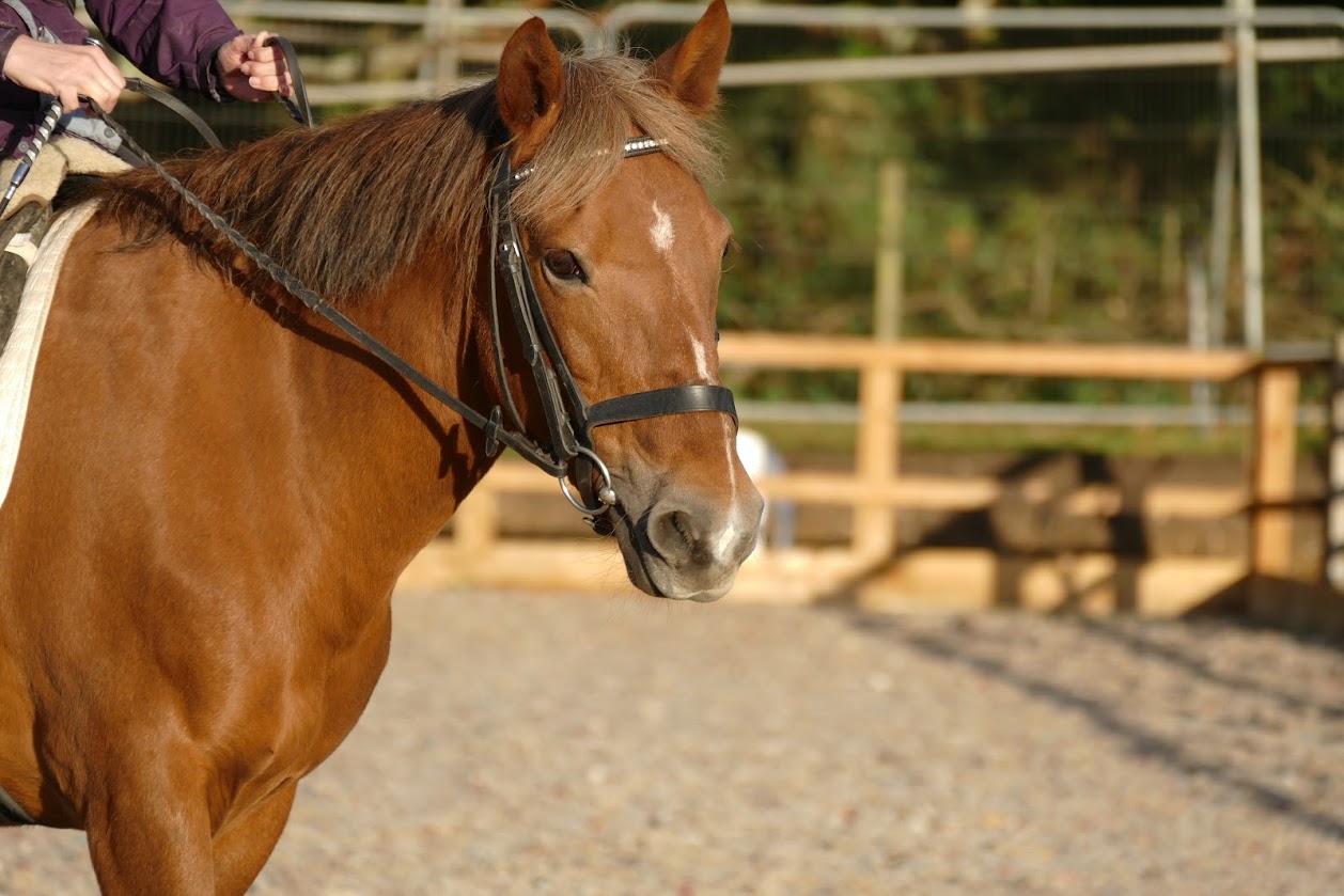 Riding – Russells Equestrian Centre